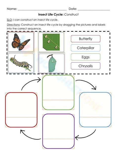 Insect Life Cycle Worksheet