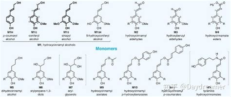 植物专题（一）：植物细胞如何搬砖？——次生壁与木质素的合成 知乎