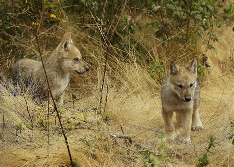 Gray Wolf Pups At Oakland Zoo Symbolize Revival For California Native