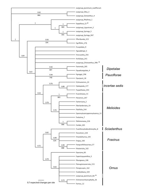 1 Tree Resulting From Bayesian Bim Analysis Of The Cpdna Intergenic Download Scientific