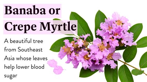 Banaba Or Crepe Myrtle Article