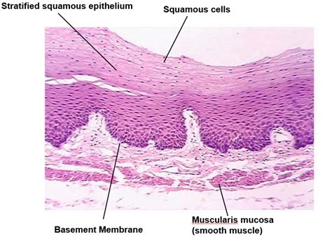 Simple Squamous Epithelium Diagram Quizlet Simple Squamous Epithelium Diagram Quizlet