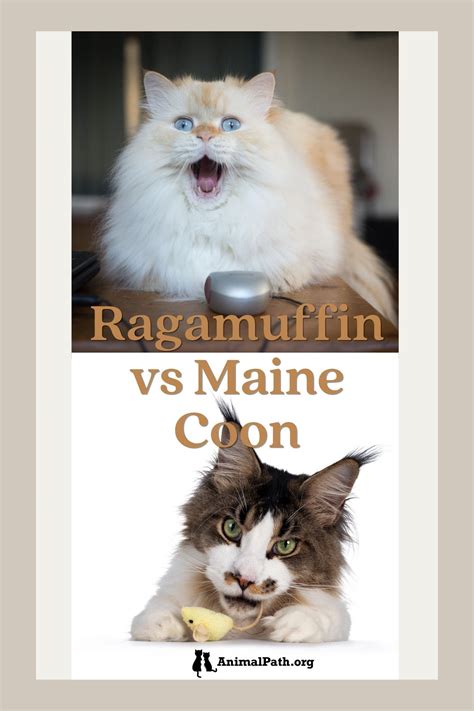 Ragamuffin Cat Breed Info Pictures Temperament Traits Artofit