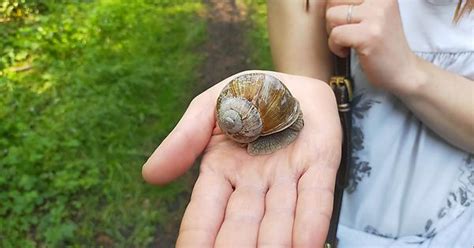 Big Snail Album On Imgur Big Snail Album On Imgur