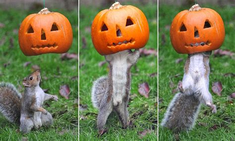 Halloween Squirrel Nutkin No Im Squirrel Pumpkin Daily Mail Online