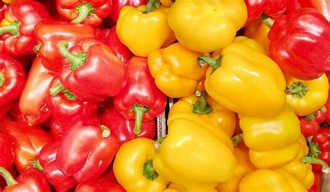 상추 키우기 모종 및 화분 선택 물주기 등 Nofat