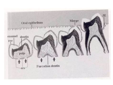 Tooth Calcification And Eruption Pptx