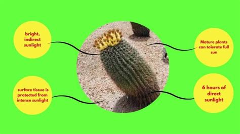 Barrel Cactus Propagation How To Propagate Barrel Cactus Pups My Cactus Garden