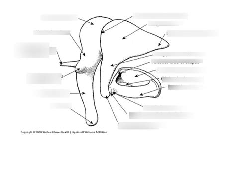 The Ossicles Diagram Quizlet