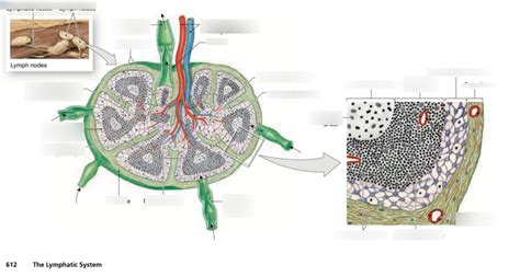 Lymph Node Diagram Quizlet Lymph Node Diagram Quizlet