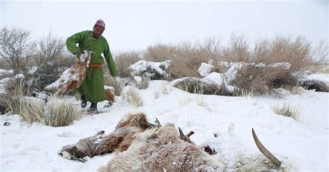 몽골 가축 떼죽음 부르는 ‘조드…유목민 기후난민이 되다