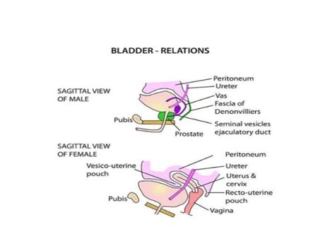 Urinary Bladder Anatomy