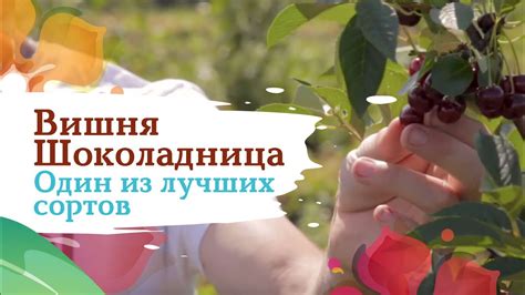 Вишня Шоколадница - лучшее из возможного! - YouTube