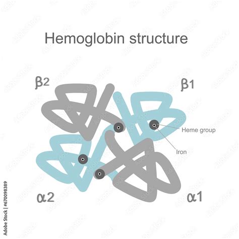 The Picture Of Quaternary Structure Of Hemoglobin Hb Or Hgb Polypeptide Chain Four Subunits