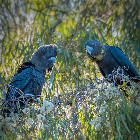 B Cubed Project On Linkedin 🌿 Explore Why Biodiversity Is Good Not Only For The Environment