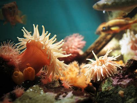 Pixls Us Basic Color Curves