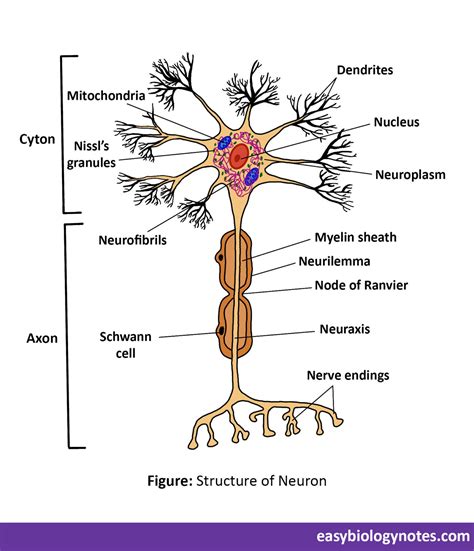 Neuron Structure Archives