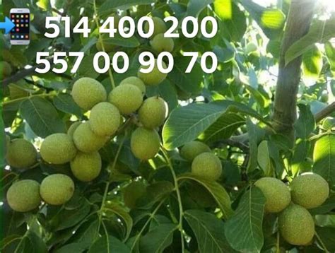 აგროინდუსტრია Agroindustria 📢 ყურადღება აქცია ფასდაკლება მიწოდებით სანერგემეურნეობა