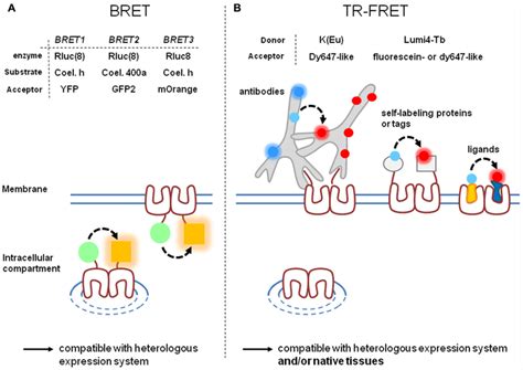 Comparison Of Bret And Time Resolved Fret Approaches Bret A And