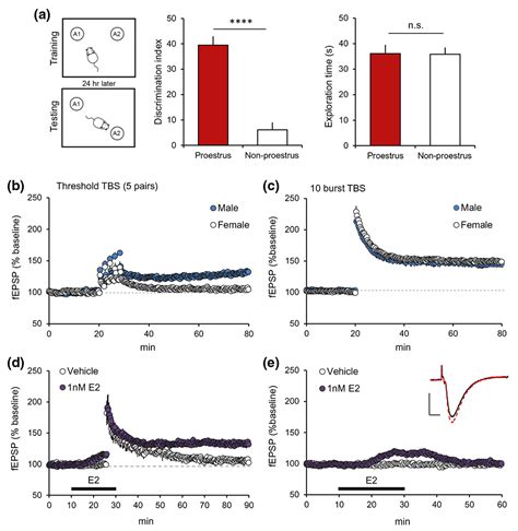Sex Differences In Synaptic Plasticity Underlying Learning PMC