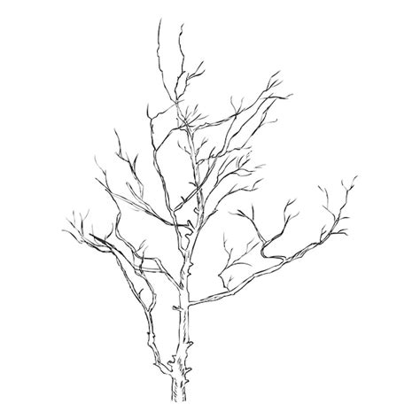 Premium Vector Vector Single Sketch Bare Tree