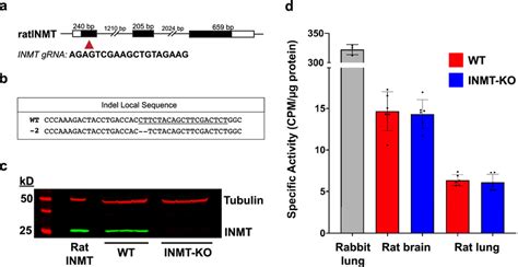 Enzymatic Methylation Of Tryptamine Does Not Differ Between Wt And Download Scientific Diagram