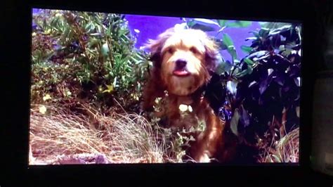 Benji The Hunted Wolf Scene Youtube
