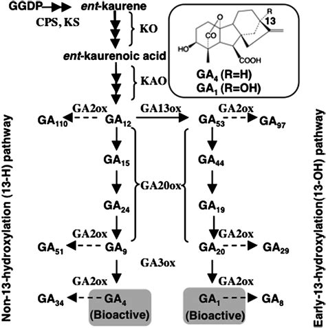 Gibberellins Biosynthesis