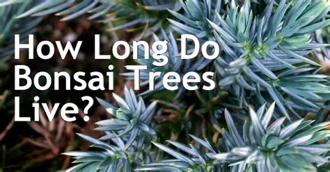 How Long Do Bonsai Trees Live Back Garden Bonsai