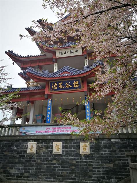 一場春雨後的黿頭渚落櫻繽紛辣眼睛開啟櫻花祭模式 每日頭條