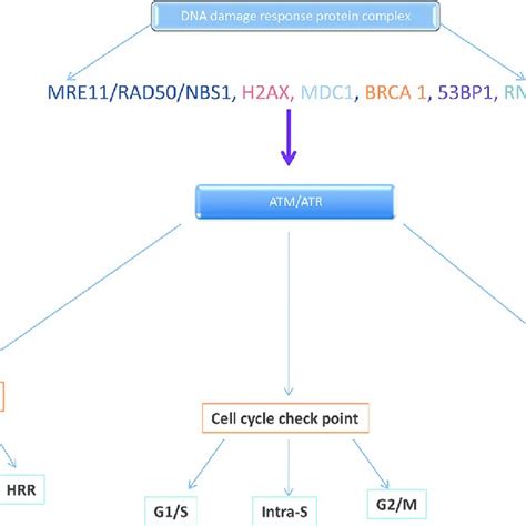 Telomerase Complex Download Scientific Diagram