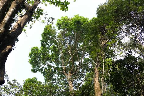 Dipterocarpus Indicus Bedd Dinesh Valke Flickr