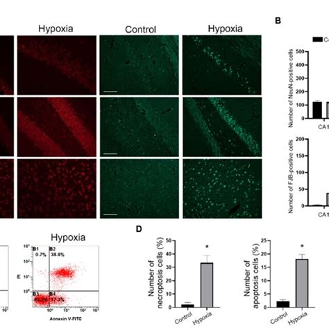 Hah Promotes Neuronal Cell Death A Representative Image Of Neun Download Scientific Diagram