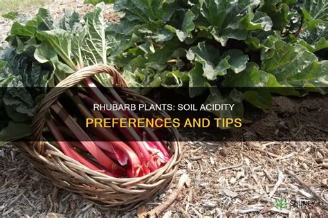 Rhubarb Plants Soil Acidity Preferences And Tips ShunCy