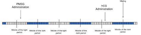 Superovulation Inducing Protocol For Mouse Females Download