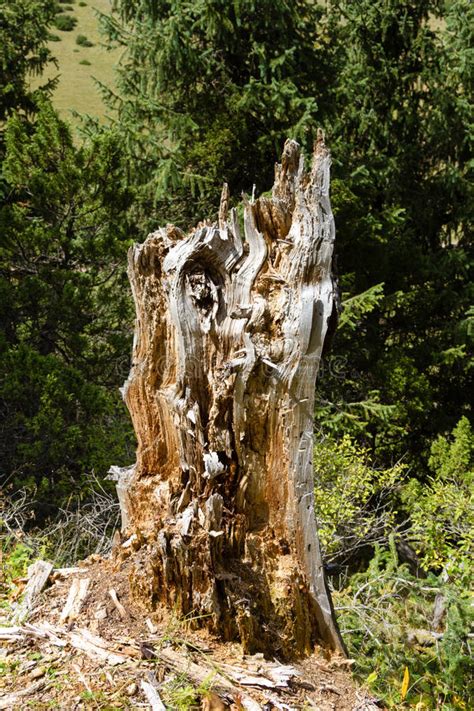 Rotten Tree Stump Stock Photo Image Of Sadness Bark 79082176