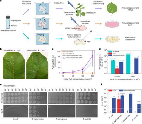 The Antiviral And Antibacterial Activity Of The Cu It A Schematic Of