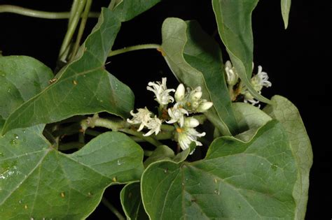 Cynanchum Laeve Apocynaceae Image 112719 At PhytoImages Siu Edu