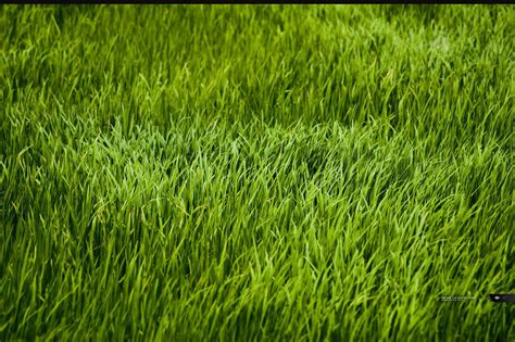 Grass Wallpapers Wallpaper Cave Grass Wallpapers Wallpaper Cave