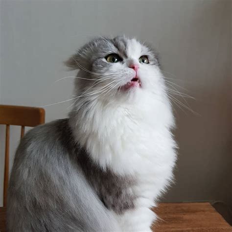 보듬온 On Twitter 냐아아아아아아아 하며 폭풍성량 자랑하는 미묘 솜이😺 사람으로 태어났으면 가왕을 넘어 인간문화재 등극했을 목청입니다 ㅎㅎㅎ