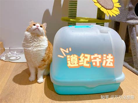 男子欠8万不还，12只宠物猫咪以身抵债被法院拍卖，如何看待此事？这些猫咪值不值得拍卖？ 知乎
