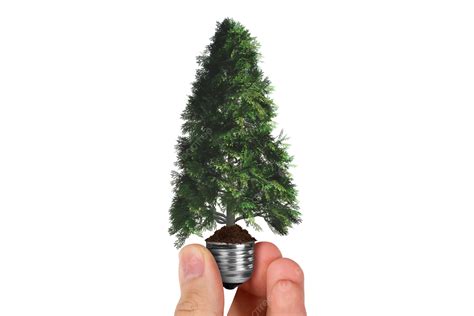 Hand Holding Tree In Light Bulb Saving Bush Field Grass PNG Transparent Image And Clipart For
