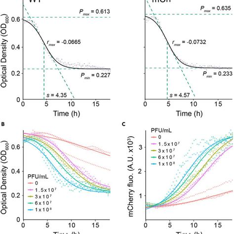 Life Cycle Of M Xanthus Gliding Myxococcus Cells Find Prey And Lyse