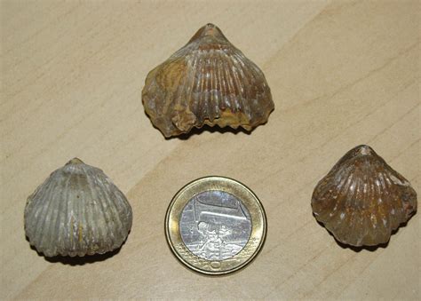 Brachiopod Fossil Id The Fossil Forum