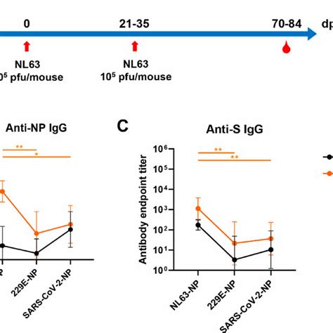 Nl63 Infected Mice Produced Cross Reactive Igg Against Hcov 229e And Download Scientific