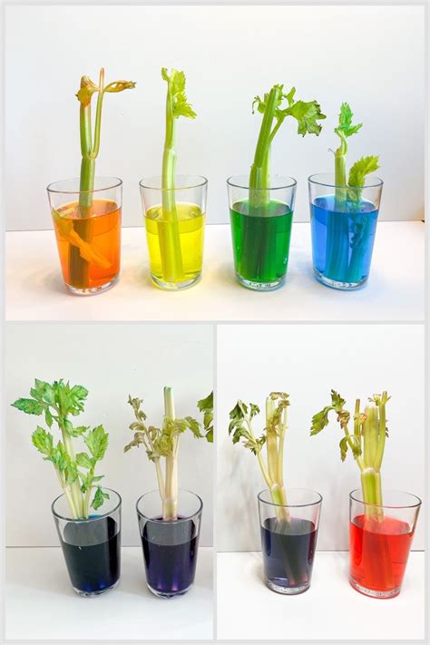 Colored Celery Experiment Worksheet At Tracy Sudie Blog