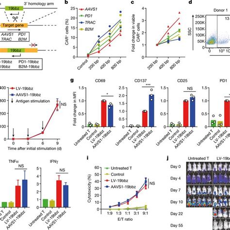 Pdf Non Viral Specifically Targeted Car T Cells Achieve High Safety