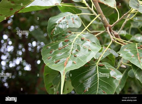 Green Leafleaves Of Sacred Fig Ficus Religiosa Infected With Woody
