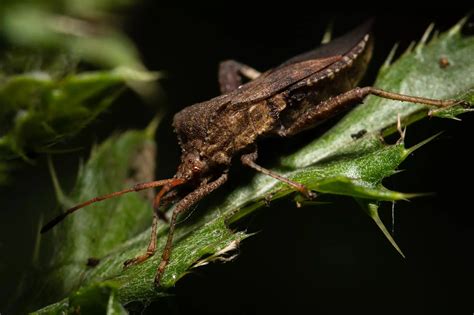 Helmeted Squash Bug [oc] Scrolller
