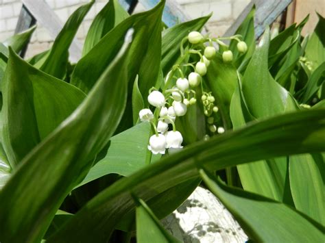 Ландыши :: Алексей Масалов – Социальная сеть ФотоКто